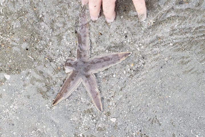 Sandy Feet Retreat - Long Beach Island, NJ