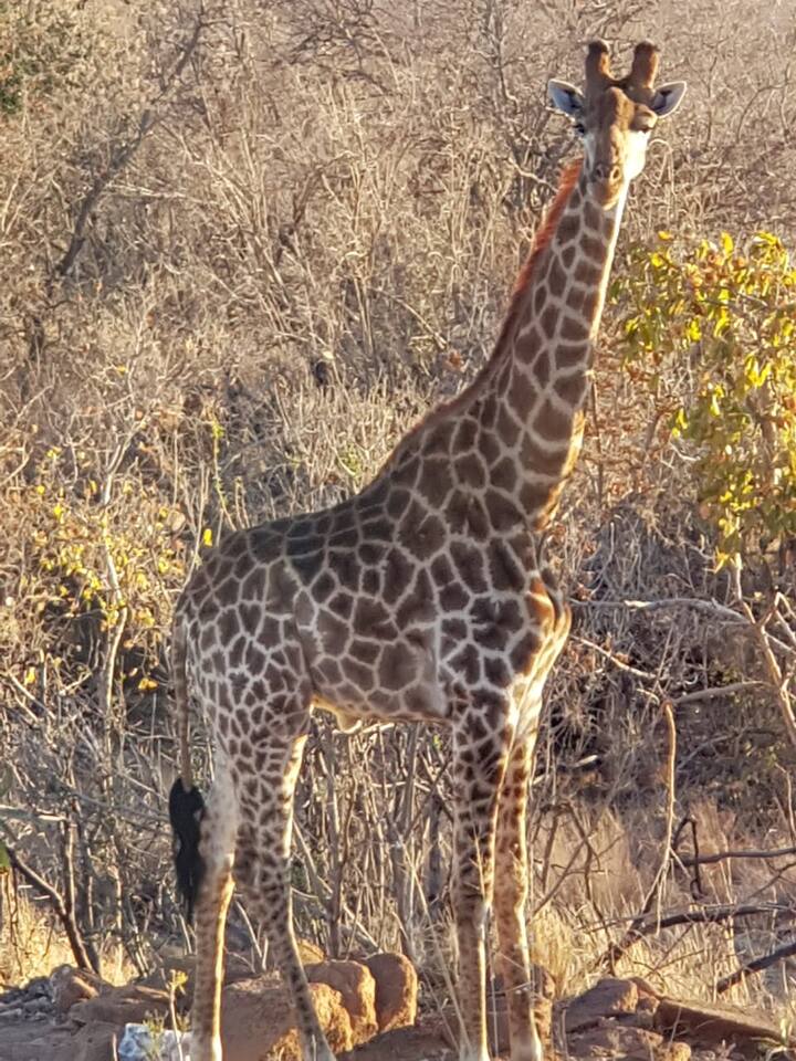Lodge Twentyfour, Mabalingwe Nature Reserve - Bela-Bela