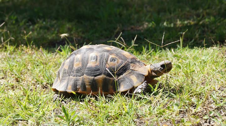 'White Lily', Home With A View - Montagu