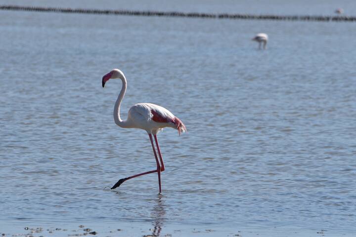 Casa Flamingo Olia Speciosa - Costa Rei