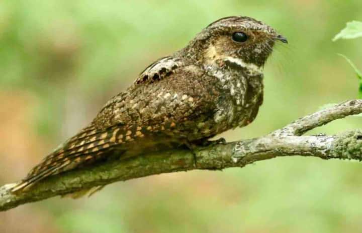 Bird Watching @ Camp Squid Off The Grid! - Frankfort, MI