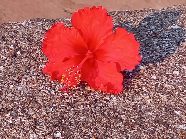 Chaitanya Homestay Near By Sea Side - Ratnagiri