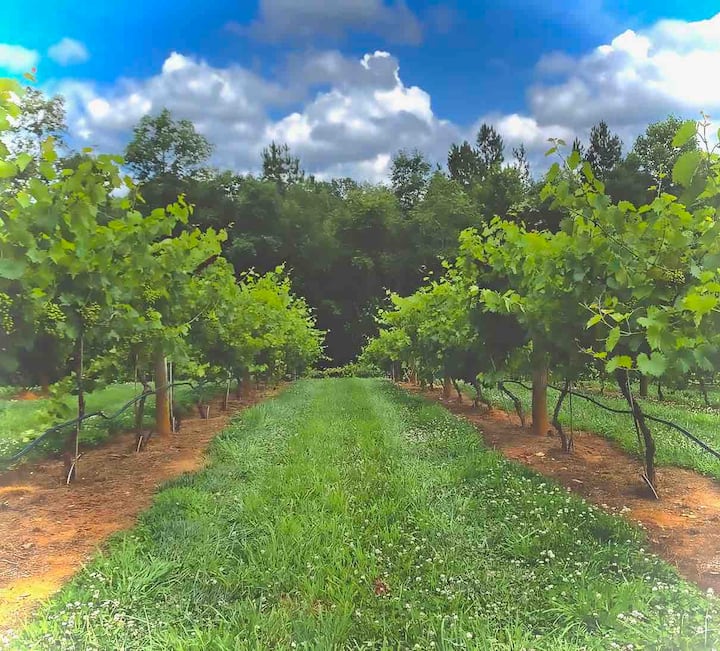 Vineyard Stars Waterfall Cabin+turkey Creek - Ellijay