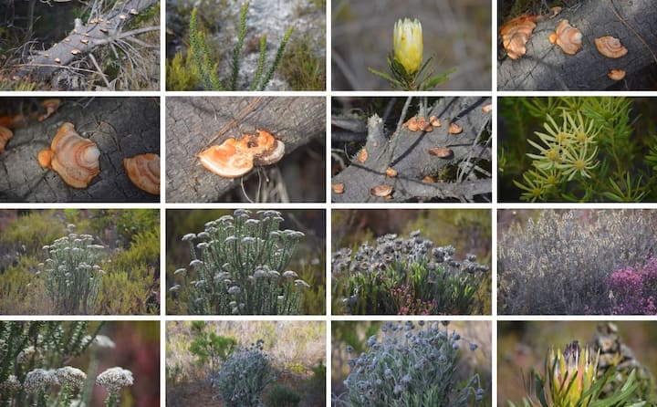 Wild Edge Farm - Glamp Hut - Pine Forest, Fynbos - Kleinbaai