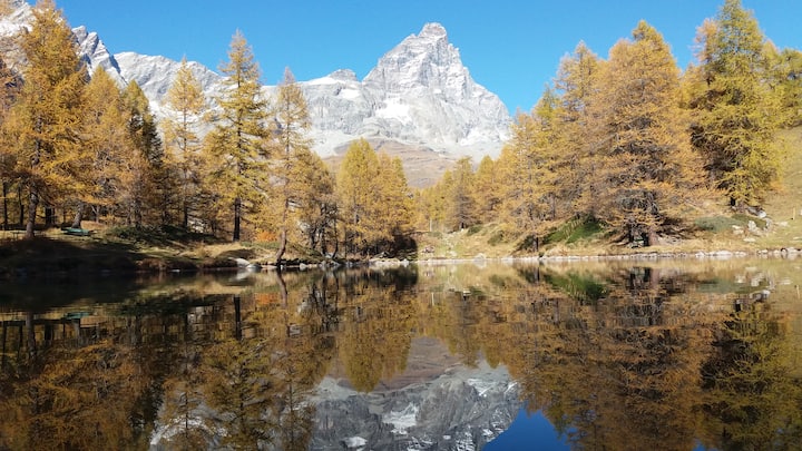 Quiet Pine Forest With Matterhorn View - Valtournenche