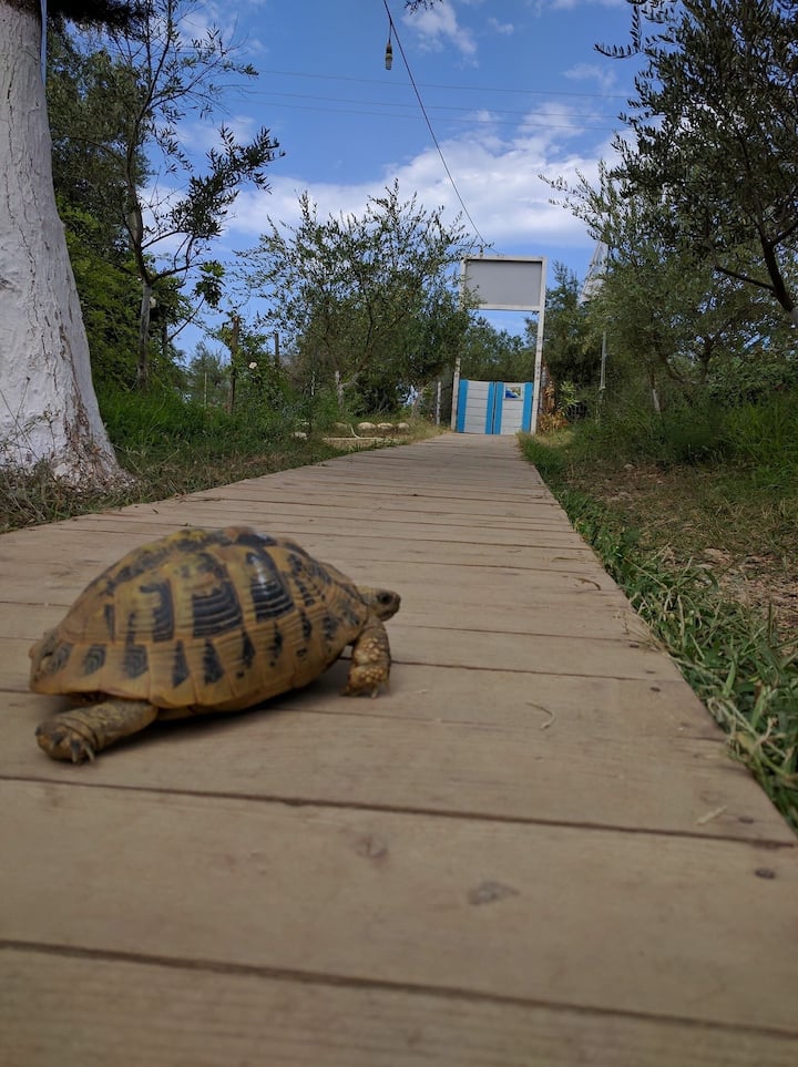 The Sea Turtle Camping - Dhërmi