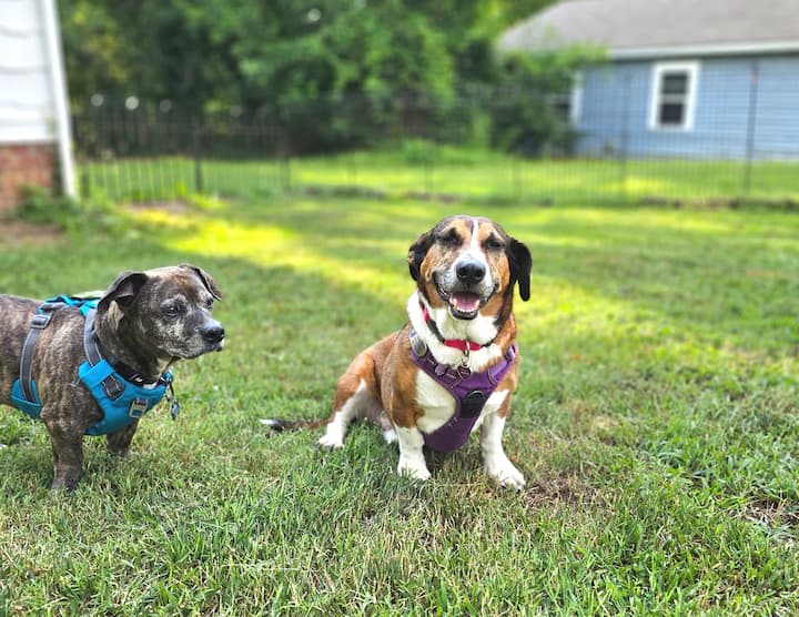 Roy's, A Dog-friendly Uptown Retreat! - Charlotte, NC