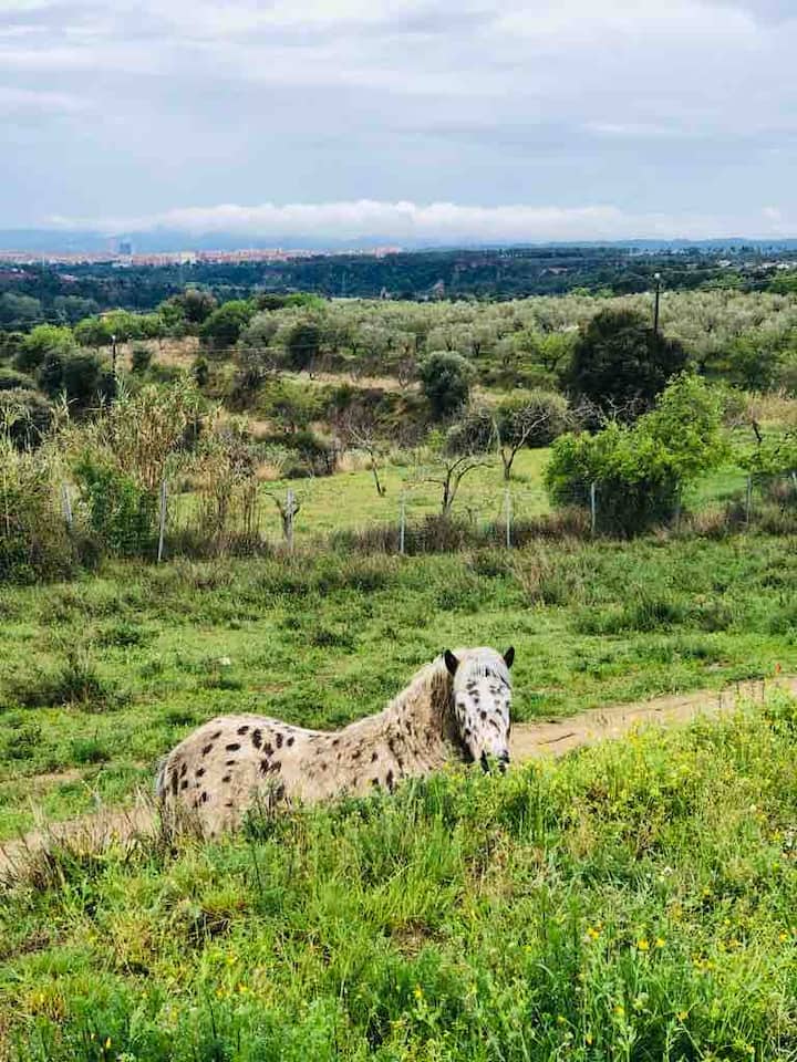 Naturaleza, Animales Relax · A 35 Min De Barcelona - Sabadell