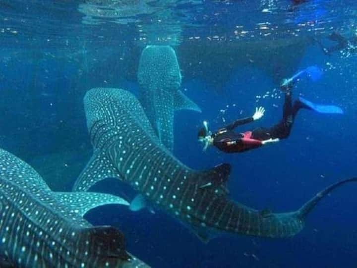 Oslob Adventure Package 2 - Oslob