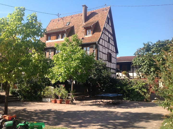La Cour Zaepffel Sur Route Du Vin Et  Grand Jardin - Dambach-la-ville