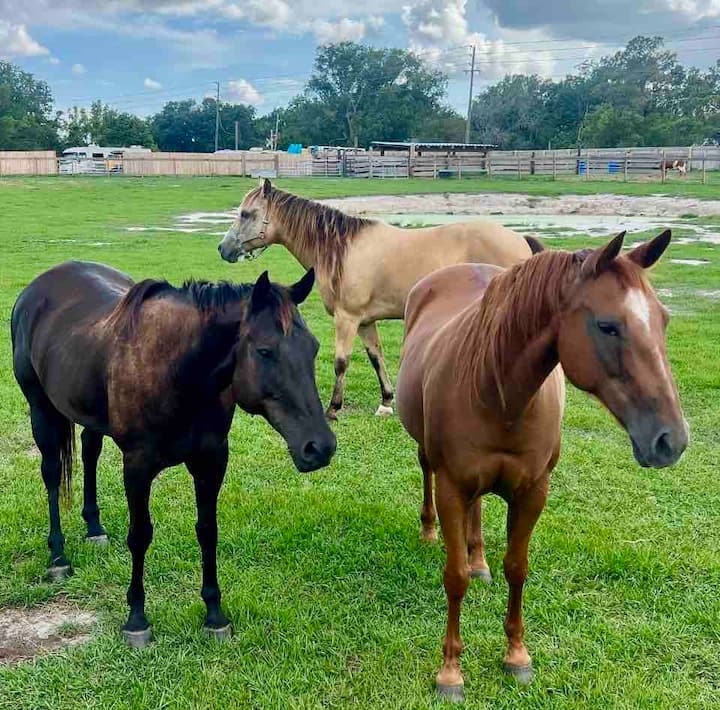 Glamping On The Farm! Longhorn Cows Horses Goats! - Lakeland, FL