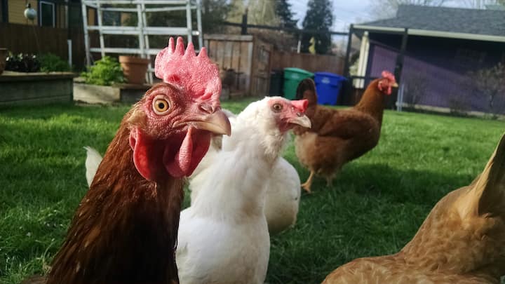 Tibbetts Coop - A Beautiful Se Portland Urban Farm - Portland, OR