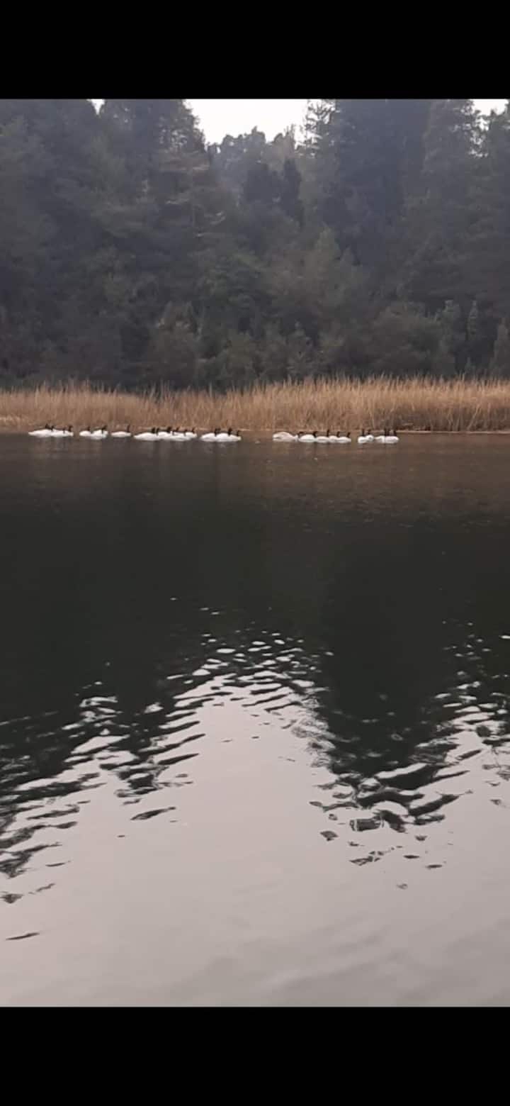 Isla Corazón - Valdivia