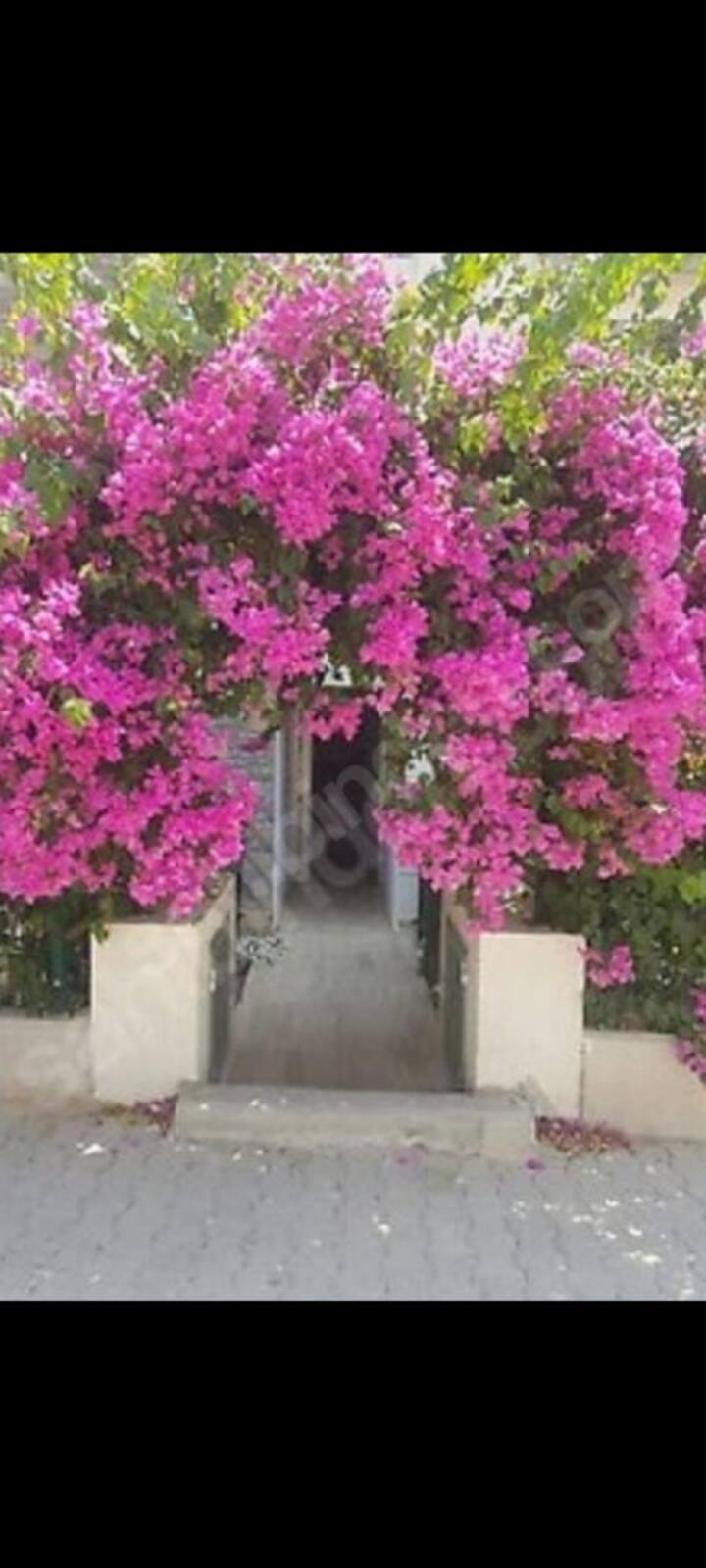 Datça Merkezde Bahçeli - Datça