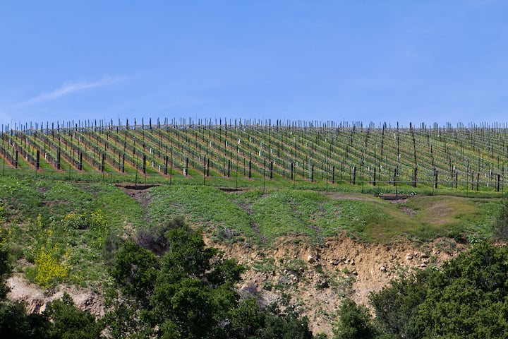 Lake Casitas41 Super Host Largest 3 Bedrooms Home! - Ojai, CA