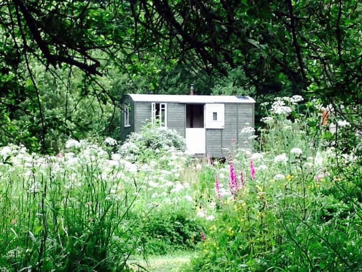 Buzzards Bridge Shepherds Hut & Hillbilly Hot Tub. - Lizard
