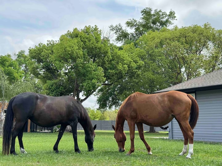 “Couples Retreat “Barndominium Horses Pool Apt 3 - Floride