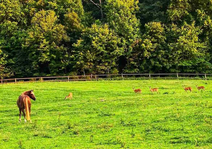 Authentic Working Horse Farm Stay! Close To Nature - Maryland