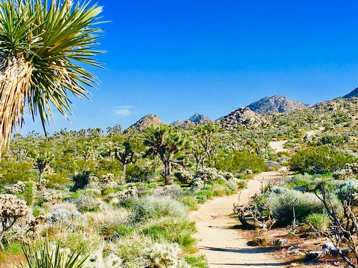 Desert Oasis With A View! ( 31 Day Min.) - Joshua Tree, CA