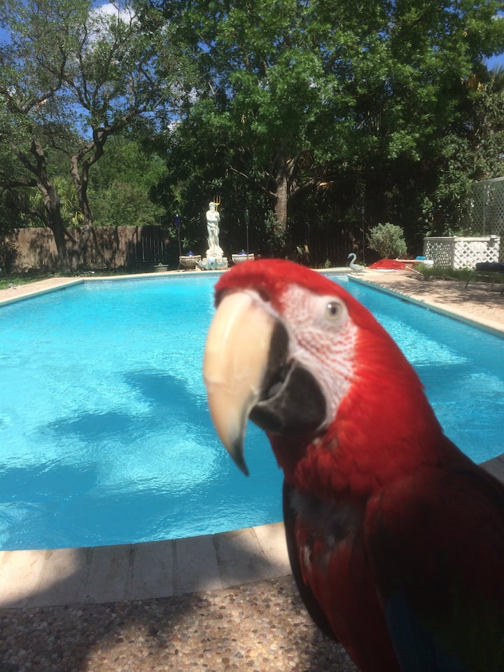 Parrots’ Hilton Studio At The Enchanted Cottage - San Antonio, TX