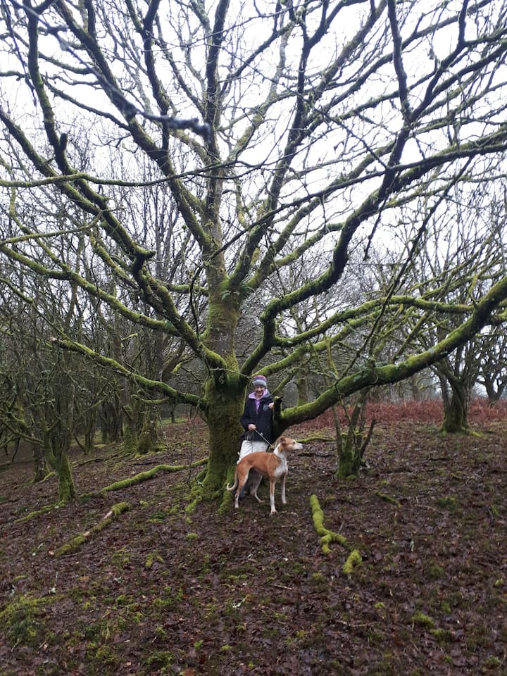 Wild Camping - Lampeter