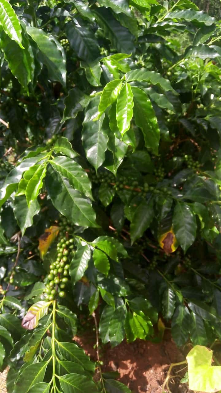 Chalé Canto Da Resenha - Domingos Martins