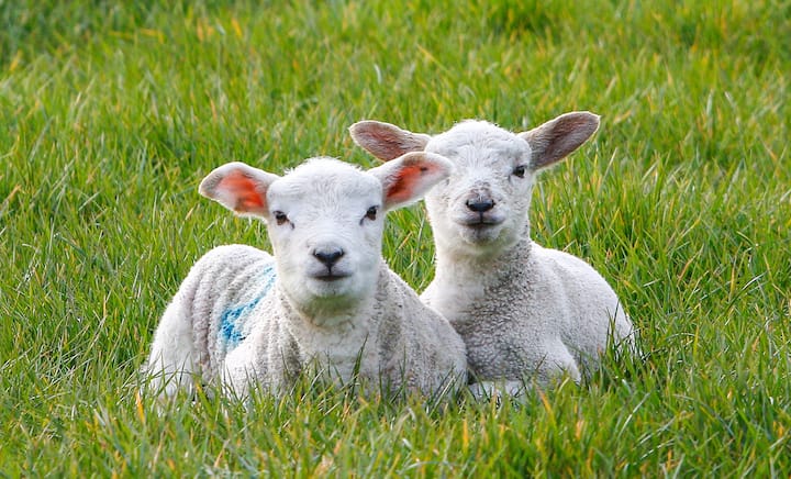 Wicklow Farm Stay - Irlande