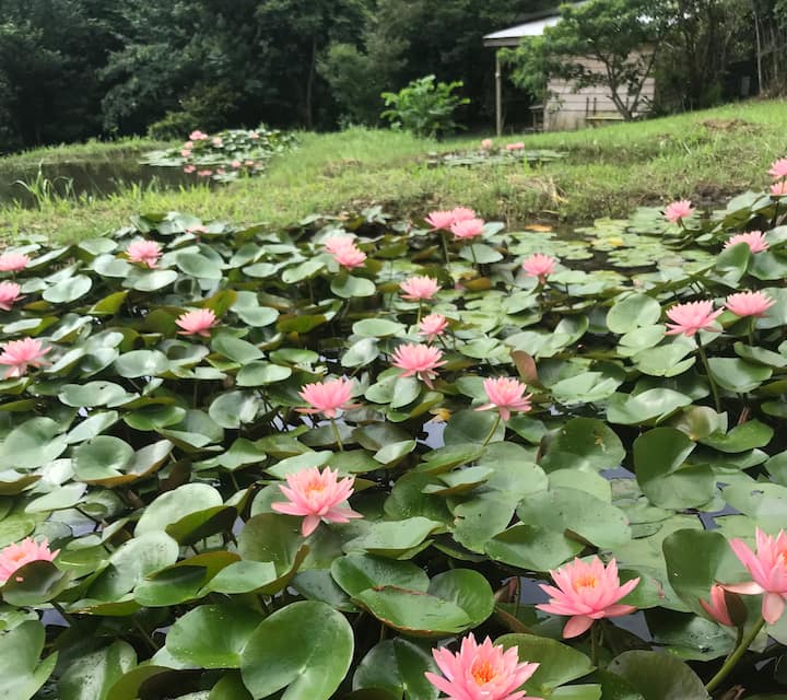 Mount Yonaha Vacation Rentals & Homes - Okuma, Kunigami, Kunigami ...