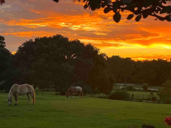 Horse Farm Heaven - Tallahassee, FL
