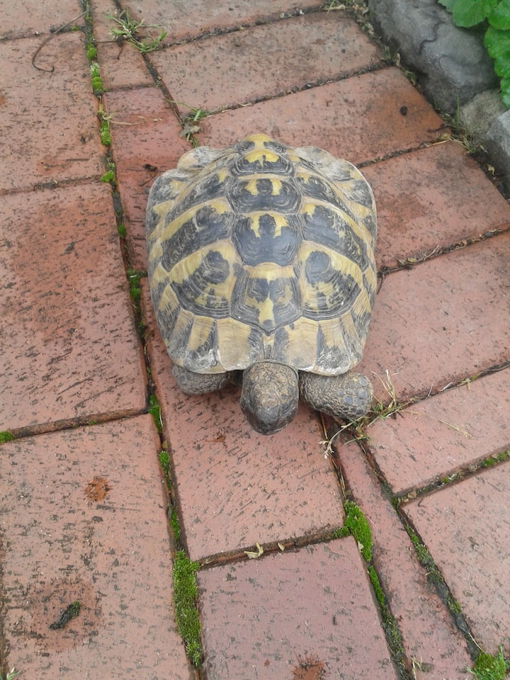 Ferienwohnung Diemon - Münster