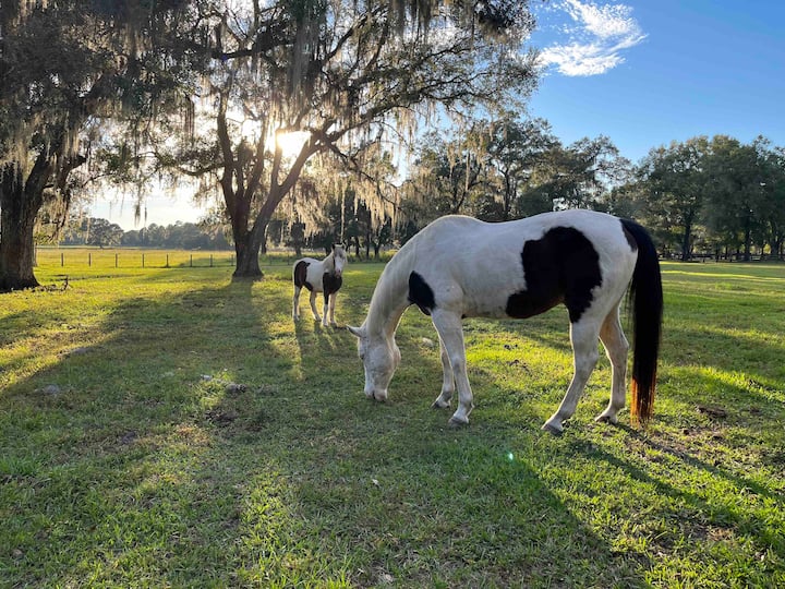 Modern And Cozy Two Bedroom Barn Home Getaway - Bonnie Lake, Brooksville