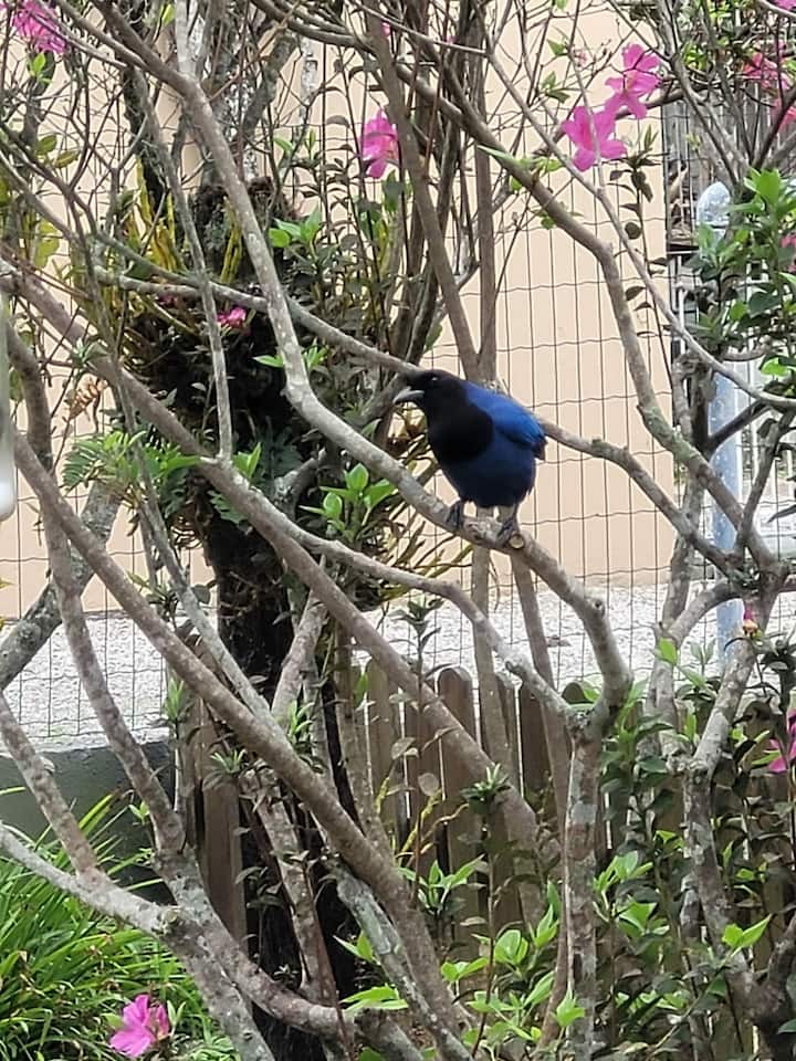 Conforto Perto Da Praia - 플로리아노폴리스