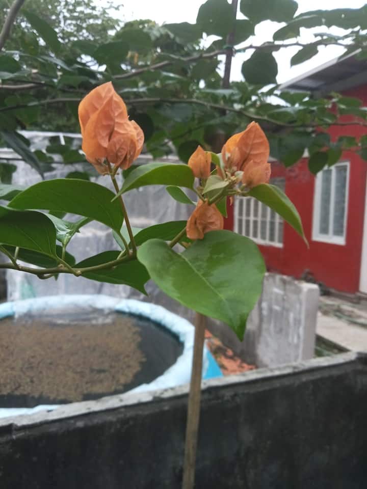 House In A Farm Setting. Fresh Air Peaceful Place - Pandi