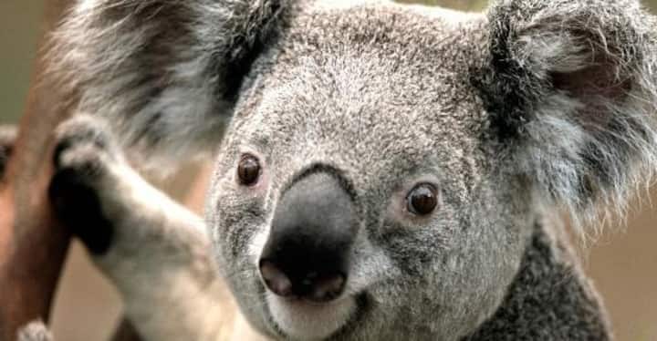 Aloha Burleigh (Koala Park) - Gold Coast