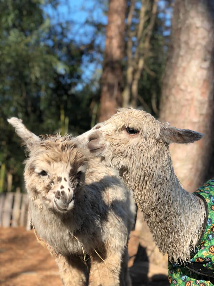 Atlanta Llama Luxury Cottage - Atlanta, GA