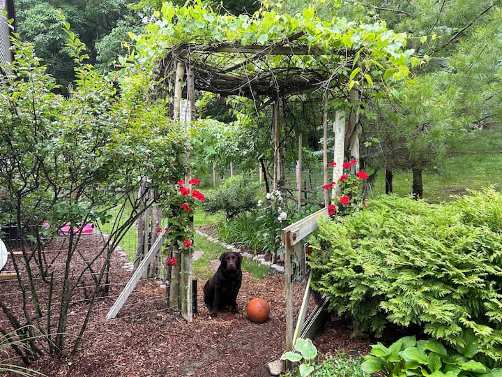 Serene Long Lake Area Getaway+bfast (Superhost). - Interlochen, MI