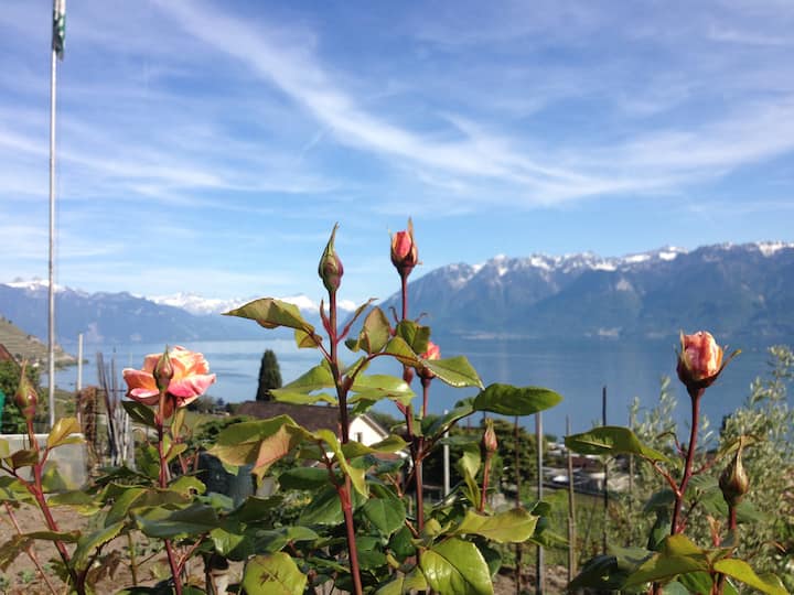 L'epicerie De Lavaux - Vaud