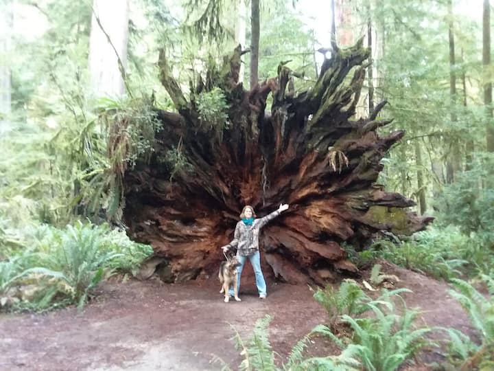 🌲Rm.1 'Woods,waves & Wags'🌲cabin Bungalow 🐶🌊 - Klamath, CA
