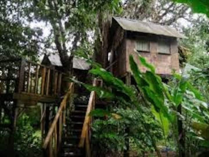 Parrot Nest Treehouse 2 (Gold Standard) - Treehouses for Rent in Bullet ...