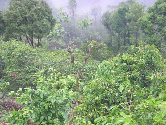 Pollachi Travel Guide 2023: Best of Pollachi Tourism | Tripoto