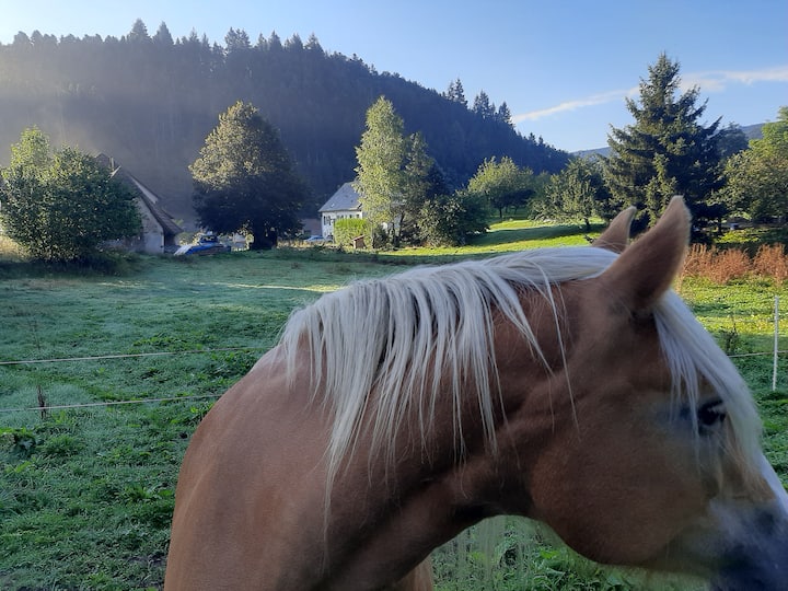 Bienvenue Au Winkel - Lac des Perches