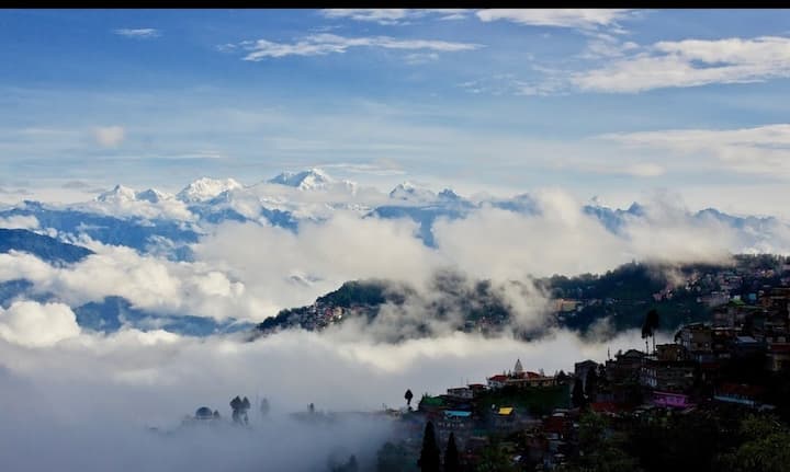 Springfield Stays {Marigold} - Darjeeling