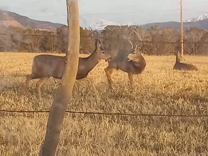 Rosa Farm Stays Top - Paonia, CO