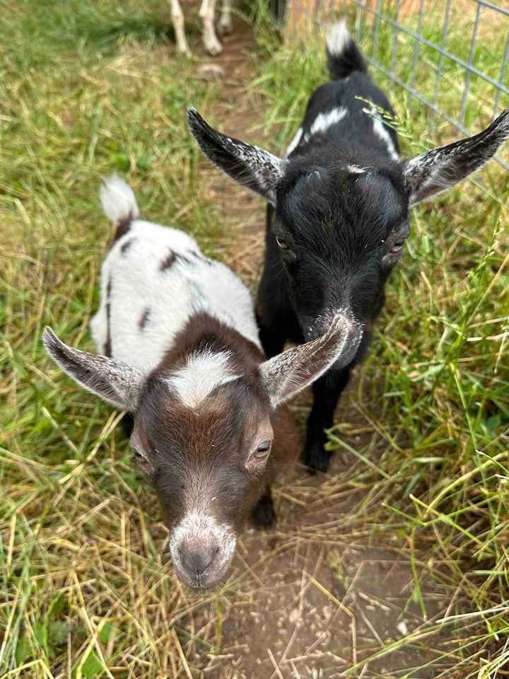 High-n-helen, Hottub-pool Table-vibe Bed-in City! - Sautee Nacoochee, GA