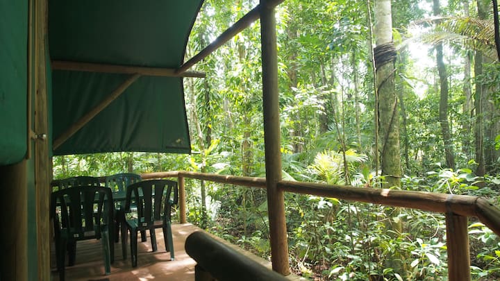 Daintree Crocodylus - Quandong Safari Hut - Daintree
