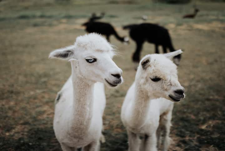 Maison De Campagne Pour Amis à La Ferme Du Prieuré - Versailles