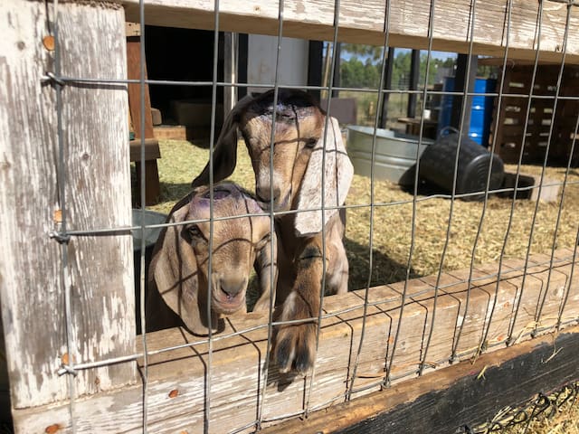 Top 10 Ranches In Arizona, USA - Updated 2024 | Trip101