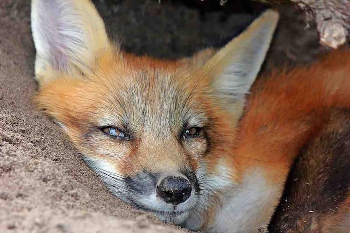 Diego’s Cabin-wildlife Sanctuary - Simpson Lakes