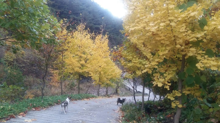 박졸갈래 - 함양읍