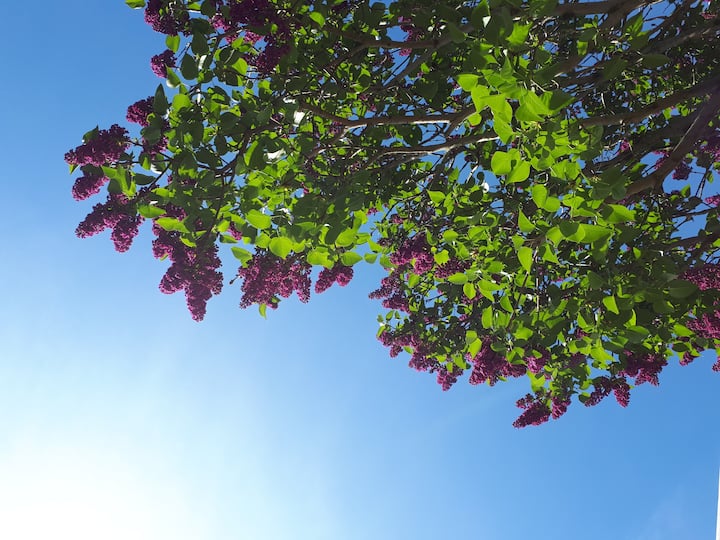 Lovely Quiet Guesthouse Near Beach,dunes & Centre! - Zandvoort